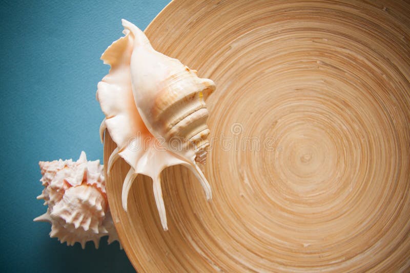 Exotic Shells stock photo. Image of details, conches, background - 2914458