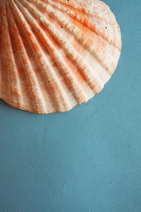 Exotic Shells stock photo. Image of details, conches, background - 2914458