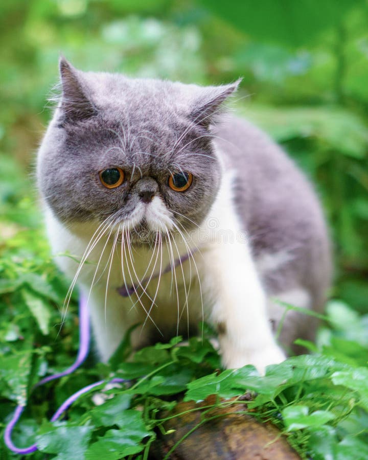 Exotic Shorthair Cat in the Wild. Stock Image - Image of green, kitten ...