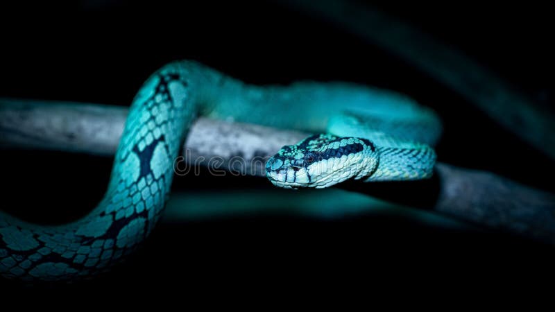 Exotic Snake on a Black Background Stock Image - Image of closeup, blue ...