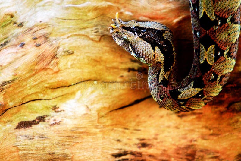 Slithering Snake Stock Photos - Download 2,514 Royalty Free Photos