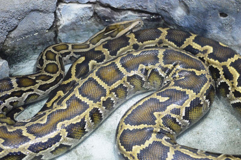 Exotic snakes in nature stock photo. Image of head, exotic - 242476860