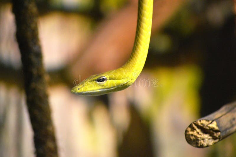 Exotic snakes in nature stock image. Image of exotic - 242476905