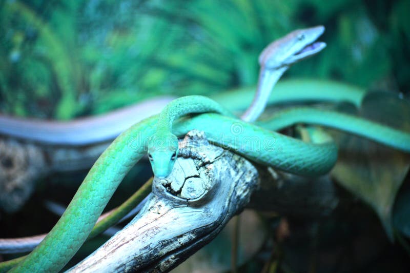 Exotic snakes stock photo. Image of brown, biology, french - 243823986