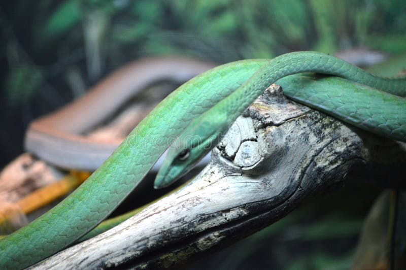 Exotic snakes stock photo. Image of crotalus, brown - 243824026