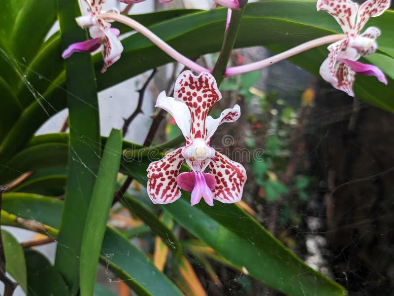 Exotic Spotted Orchid Flower in Full Bloom. Stock Photo - Image of leaf ...