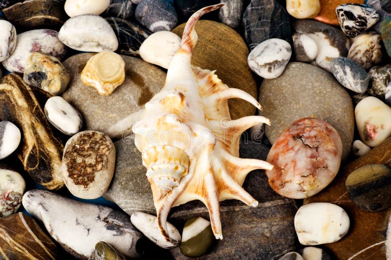 Exotic stones and shell stock photo. Image of detail - 24706410