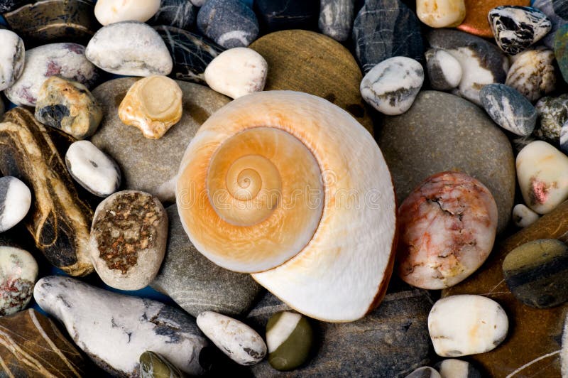 Exotic stones and shell stock image. Image of collection - 31648105