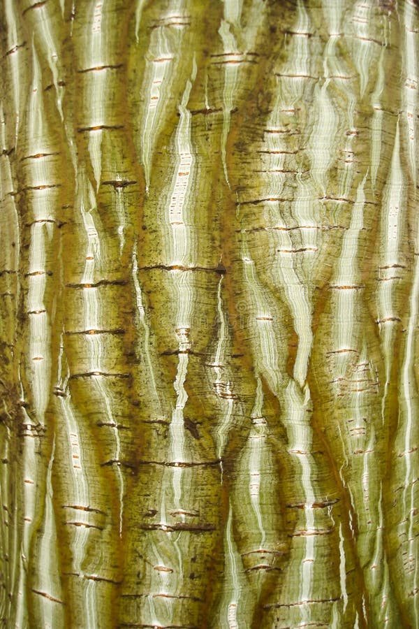 Exotic Striped Bark Texture Stock Photo - Image of structure, cortex ...
