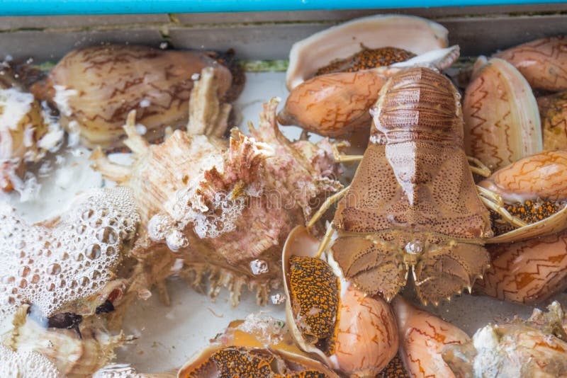 Exotic Thai seafood stock image. Image of interspersed - 51631339