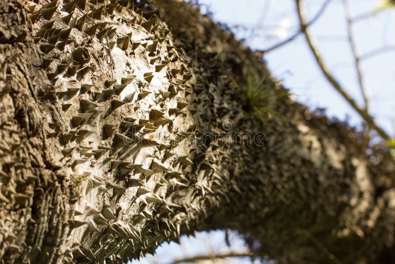 Exotic thorny tree stock photo. Image of prickle, botanical - 74159280