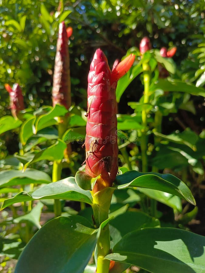 Exotic Torch Ginger Flower in Tropical Garden Stock Photo - Image of ...