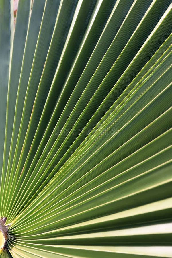 Exotic Tree Branch Background. Stock Photo - Image of palm, flora ...