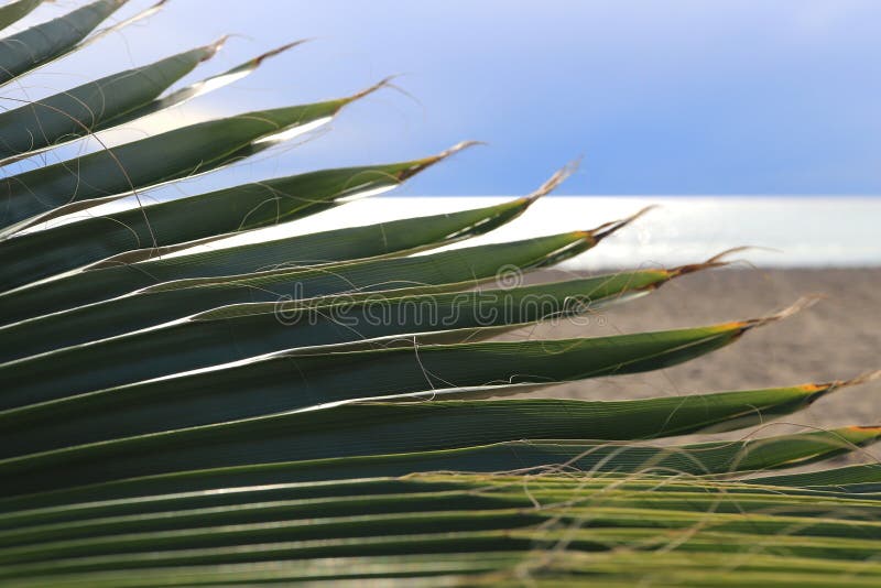 Exotic tree branch. stock photo. Image of beauty, outdoor - 181540468