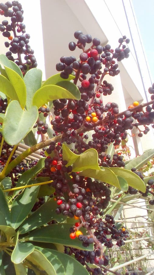 Exotic tree stock image. Image of fruit, diet, building - 110521499