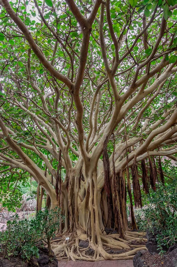 Exotic tree. stock photo. Image of growing, plantation - 58663394