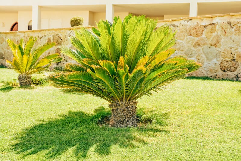 Exotic Tree with Long Leaves Stock Image - Image of indoor, jungle ...