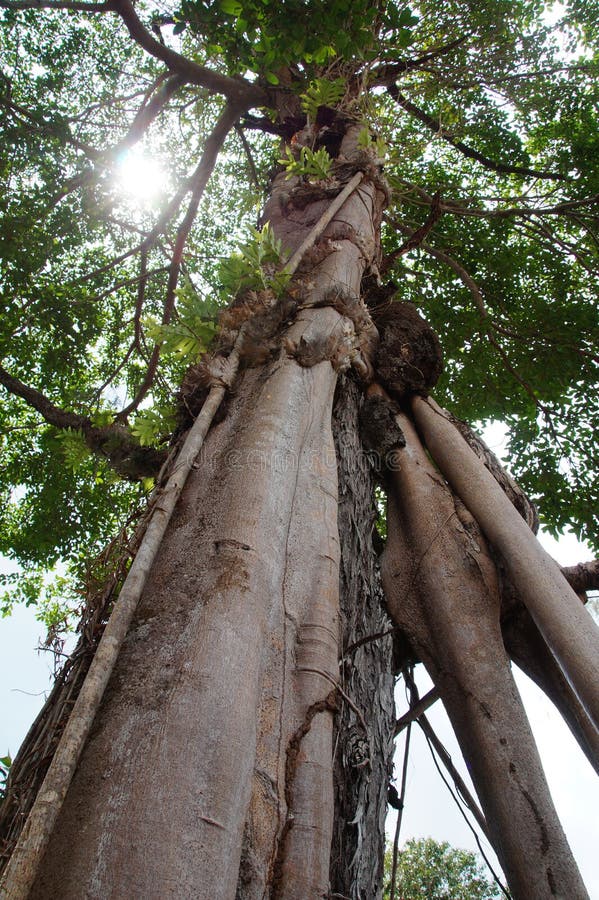 Exotic Tree and roots stock image. Image of summer, spring - 71105759