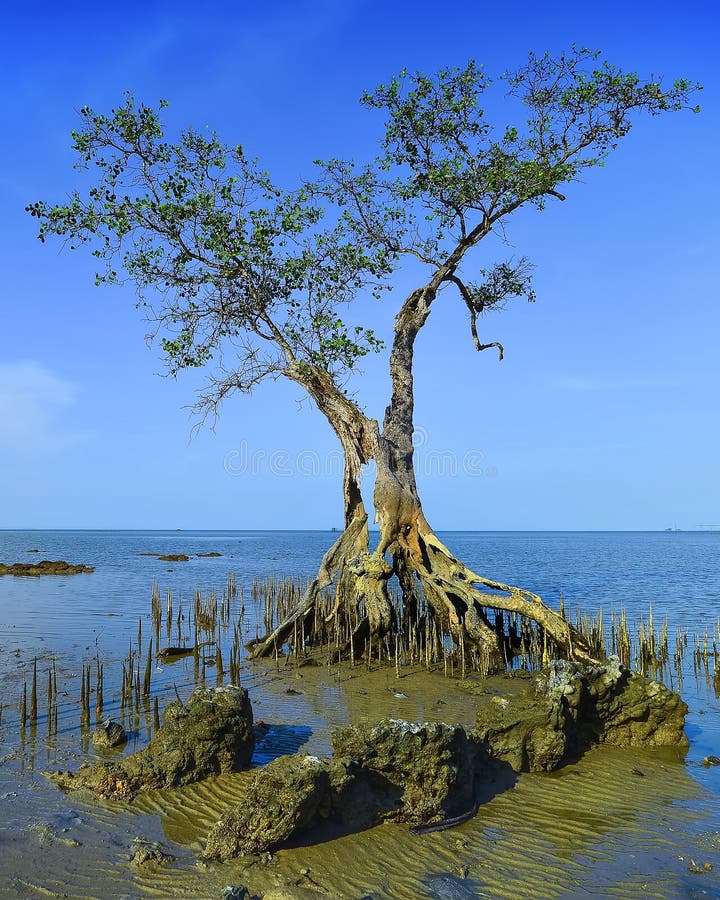 The Exotic Tree-5 stock image. Image of beauty, central - 114823143