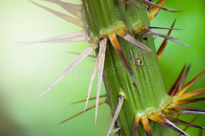 Tree with sharp thorns stock photo. Image of thorn, thorny - 42016234