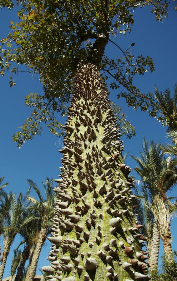 Exotic tree stock image. Image of flourish, farm, exotic - 54168265