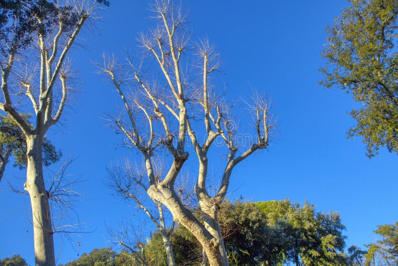 Exotic Trees with Empty Branches Stock Photo - Image of landscape ...