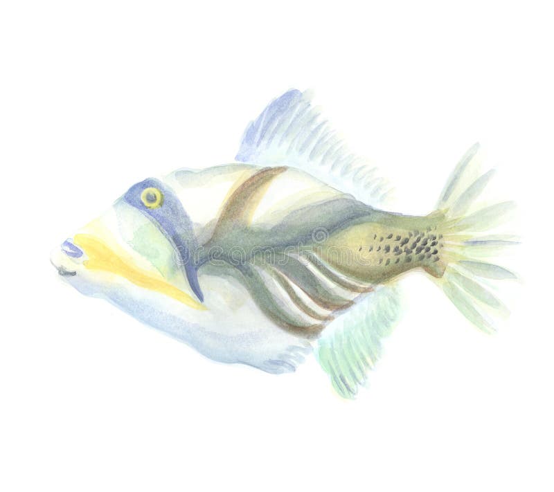Triggerfish Stock Illustrations – 362 Triggerfish Stock Illustrations ...