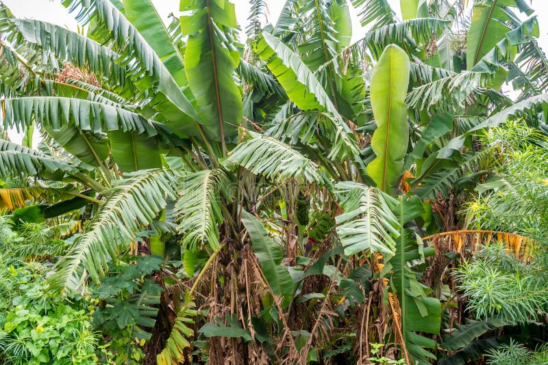 Banana Palm Tree with Fruit Stock Image - Image of cloud, bush: 100841845