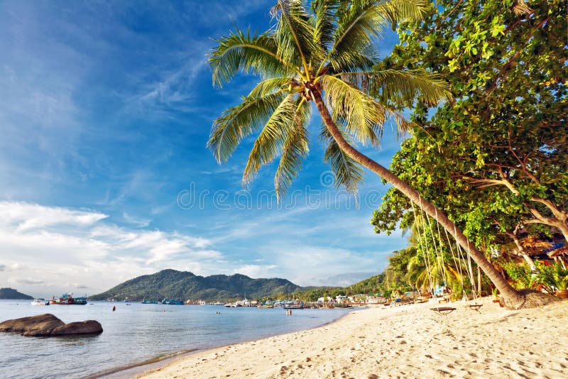 Exotic tropical beach. stock photo. Image of palm, holiday - 20908306