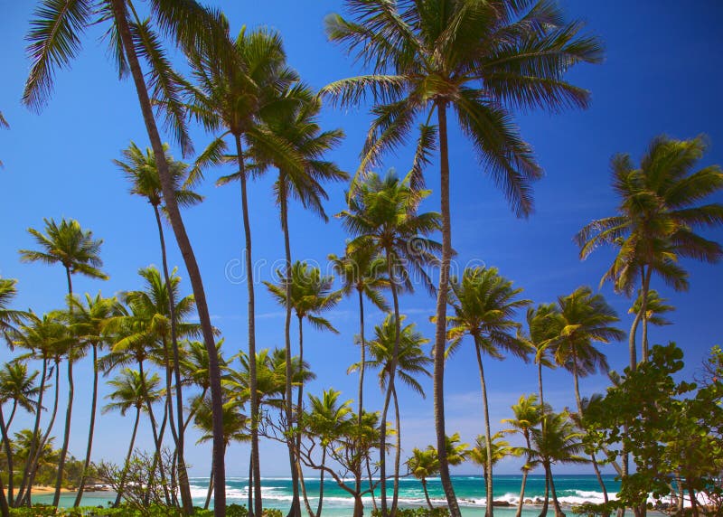 Exotic Tropical Beach Scene Stock Image - Image of remote, exotic: 9941333