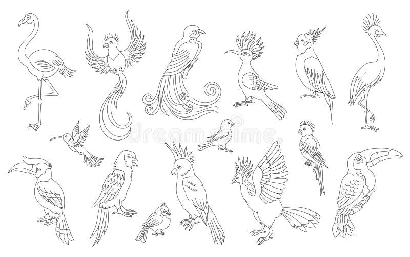 Exotic Tropical Birds Set. Editable Line Thickness Outline Stroke ...