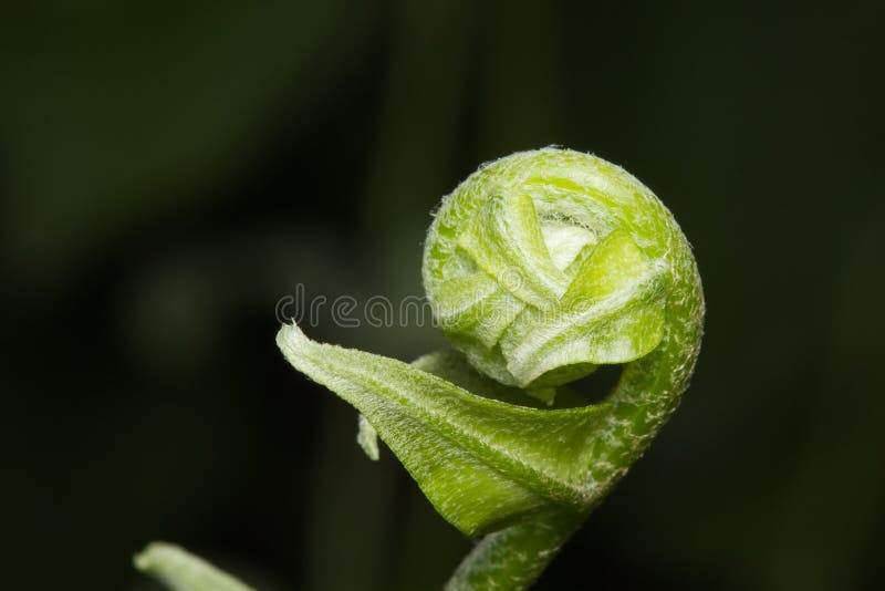 Exotic Tropical Ferns, Macro Stock Image - Image of single, nature ...