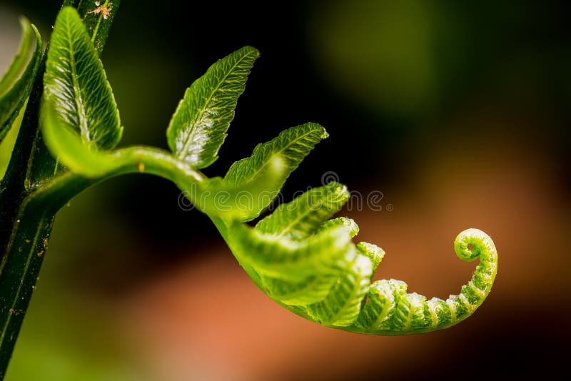 Exotic Tropical Ferns with Shallow Depth of Field Stock Image - Image ...