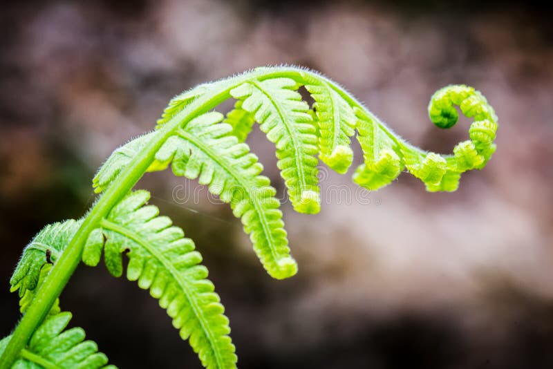 Exotic Tropical Ferns with Shallow Depth of Field Stock Photo - Image ...