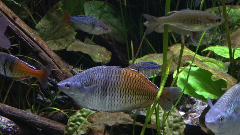 Exotic Tropical Fish in the Aquarium Stock Photo - Image of freshwater ...