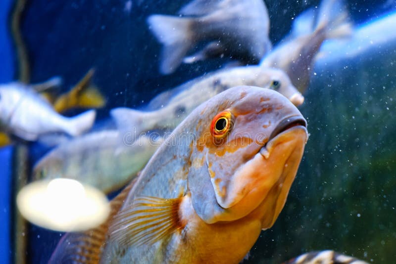 Exotic Tropical Fish Closeup Swimming Underwater Stock Photo - Image of ...