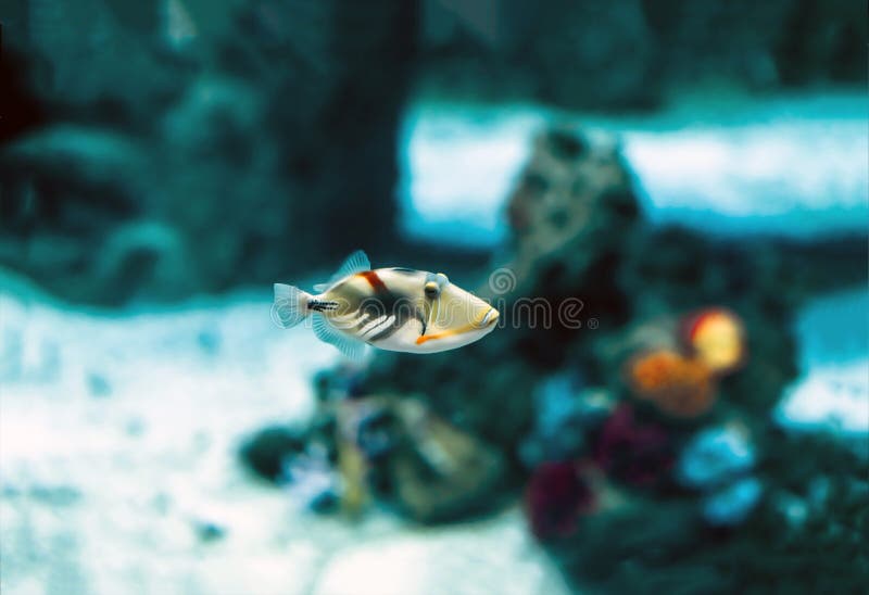 Exotic Tropical Fish in Aquarium Stock Photo - Image of aquarium, blue ...