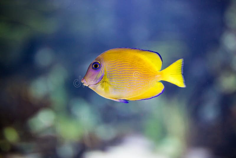 Exotic Tropical Fish Yellow Fin Surgeonfish Stock Photo - Image of life ...