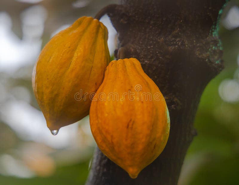 Tropical Flowers and Plants Close-up Cocoa Fruit Stock Image - Image of ...