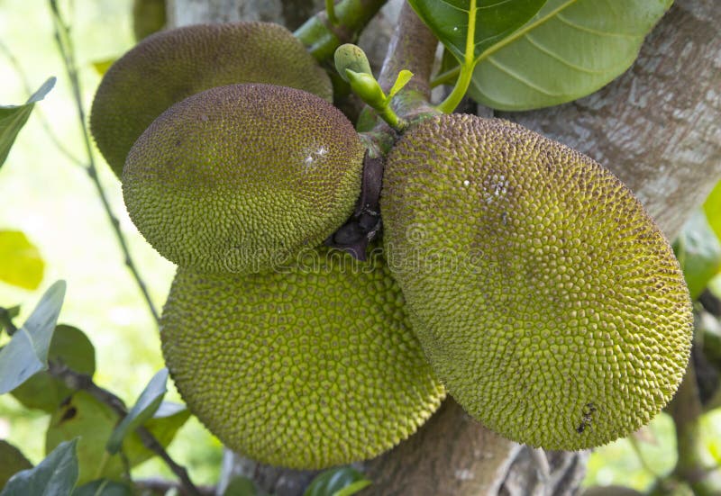 Exotic Tropical Fruit - Jackfruit Stock Image - Image of delicious ...