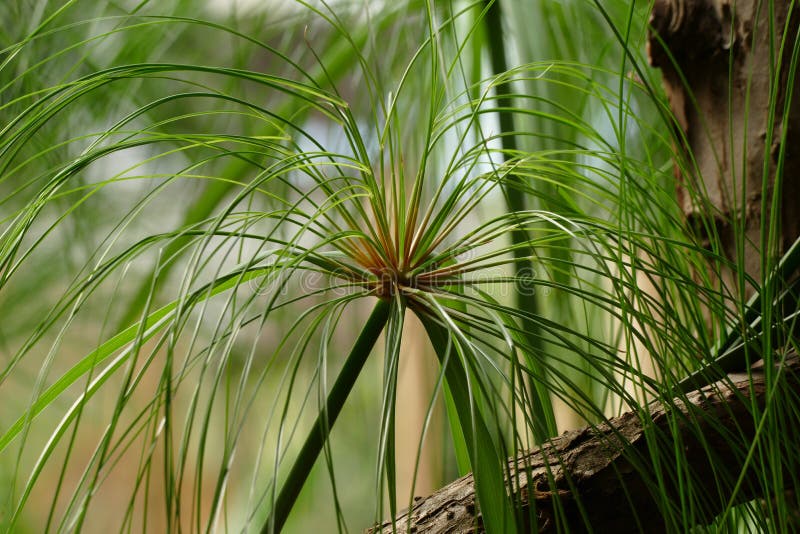 Exotic Tropical Grass Detail Stock Photo - Image of drop, landscape ...