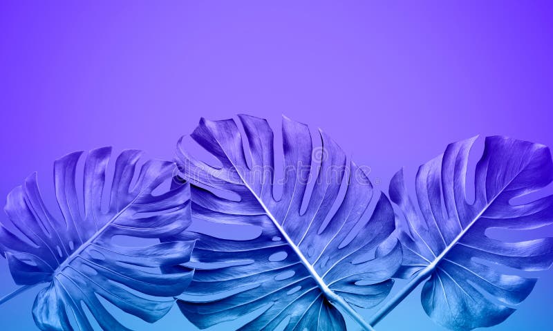Exotic Tropical Leaves with Monstera in Gradient Background Stock Image ...