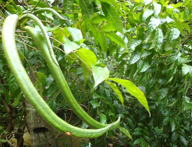Tropical Tree with Green Pods. Stock Photo - Image of pods, malaysia ...
