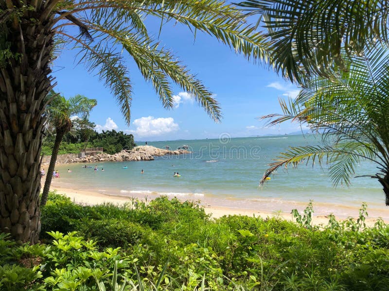 Exotic Tropical Scenery of a Beach with Palm Trees and Greenery Stock ...