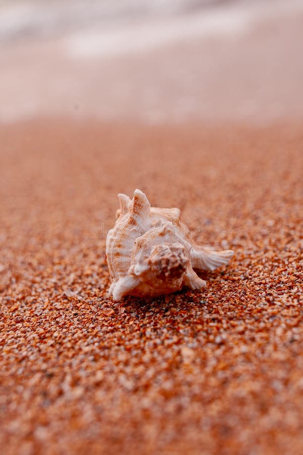 Exotic Tropical Shell on Coarse Sand Stock Photo - Image of placeholder ...