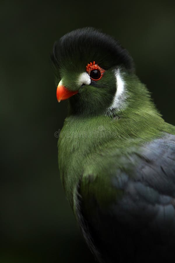 Turaco stock image. Image of bird, turaco, schalow, aviary - 29225731