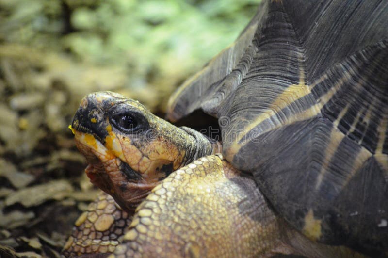 Exotic turtles stock image. Image of diving, african - 271514883