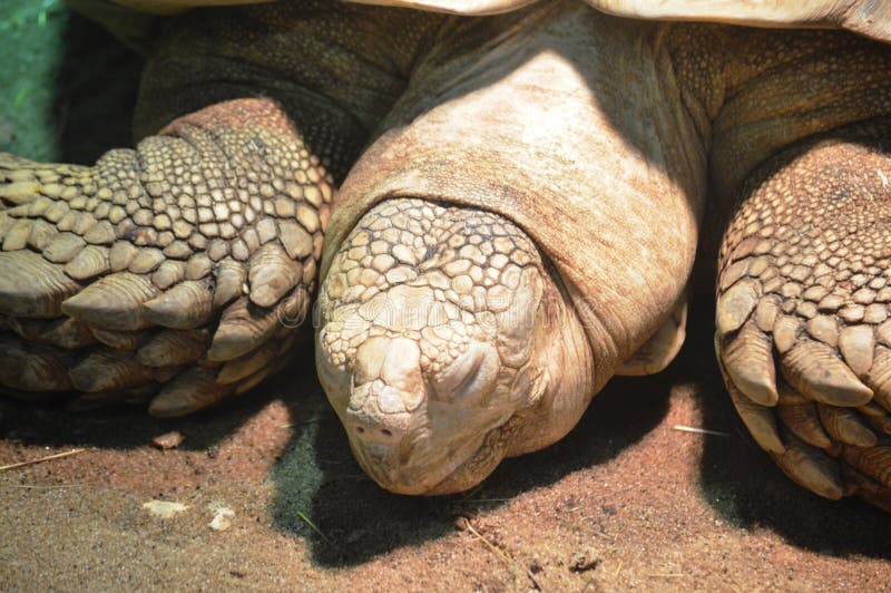 Exotic turtles stock image. Image of saltwater, africa - 271514961