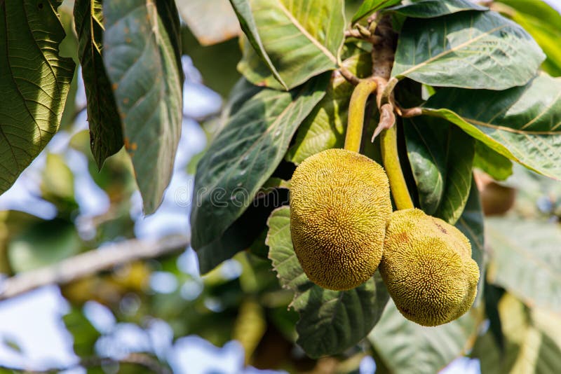 The Exotic and Unique Tarap Fruit of Borneo Stock Photo - Image of asia ...