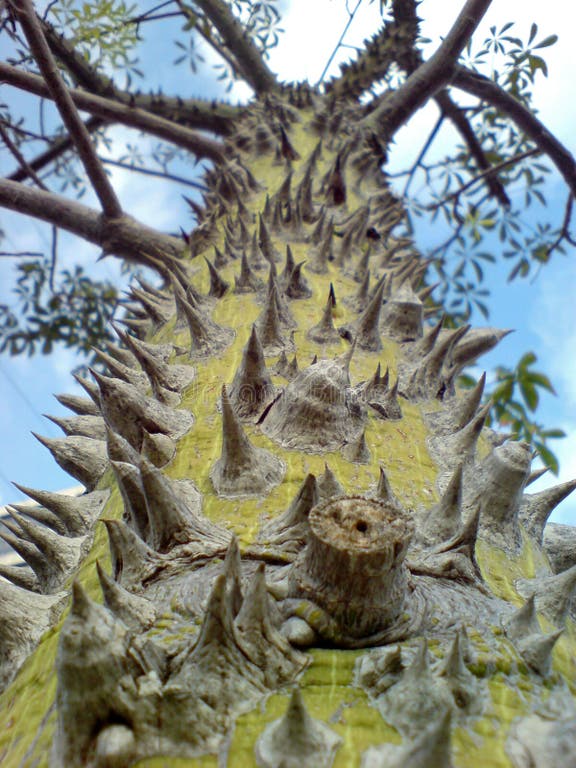 Unique Tree stock image. Image of closeup, conical, prickles - 11154367